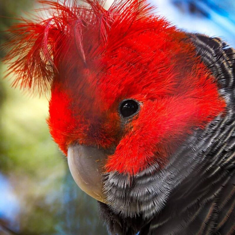 Gang Gang Cockatoo For Sale Live Cockatoo Aviary